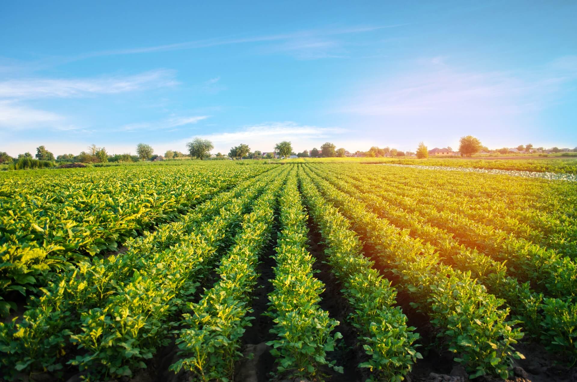 Ecological Agriculture Why Products Of Eco farming Are Safer For Human Health GreenSmartEco