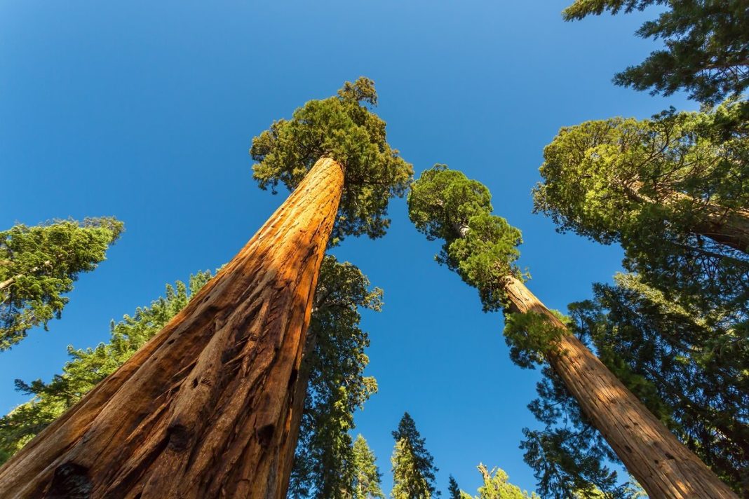 The tallest trees in the world in Redwood National Park in California ...